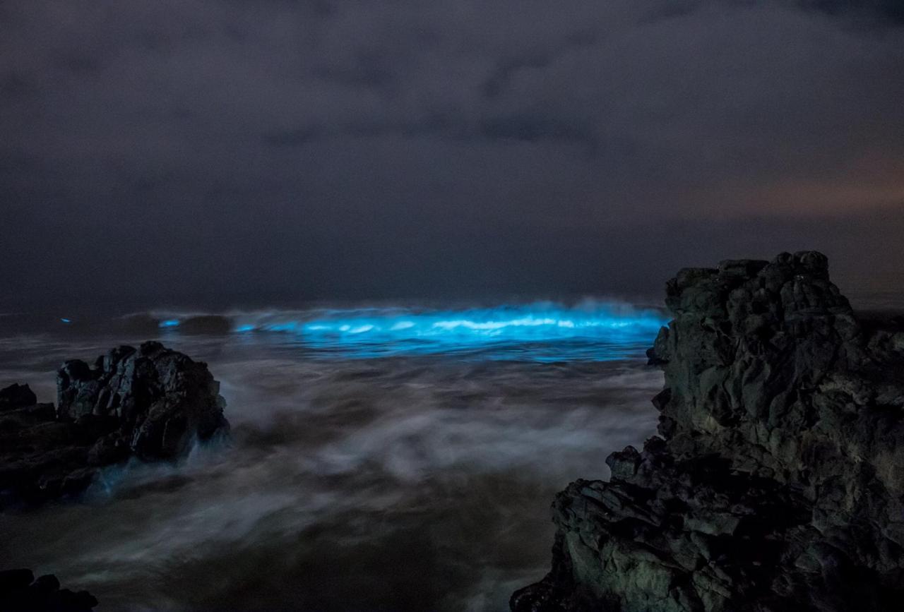 Bioluminiscencia, ¿por qué llegó de la nada otra vez a Playas de ...